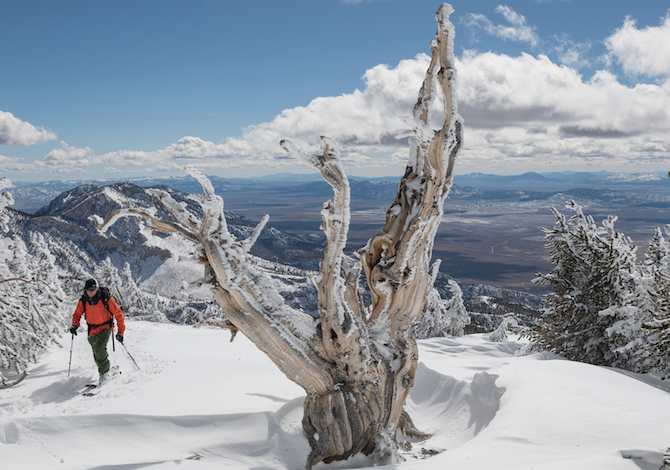 Quanto sono importanti gli alberi? Ce lo spiega il film Treeline ...