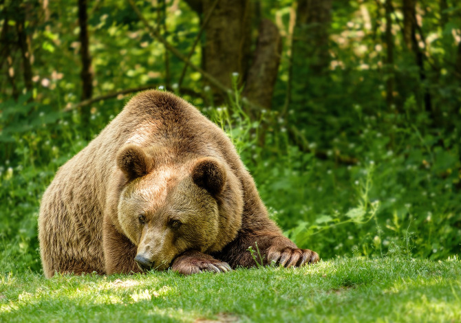 Orsi in Italia | Dove si trovano?