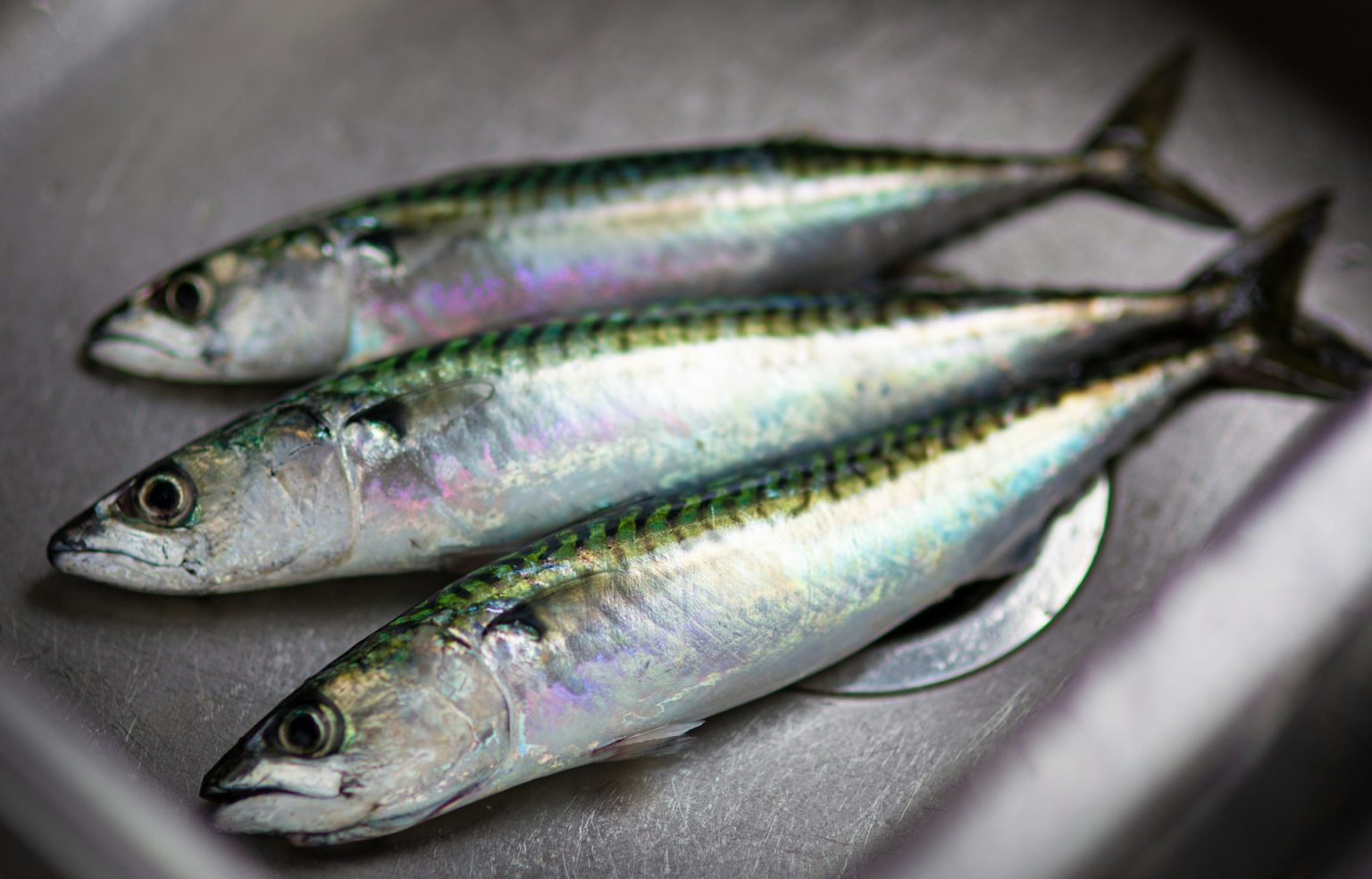 Omega-3 e glicemia: effetti reali su insulino-resistenza e zuccheri